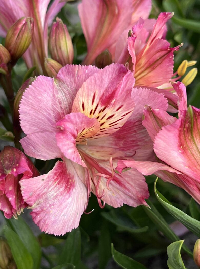 Alstroemeria ‘Theresa’ ® - Strooper Dekker
