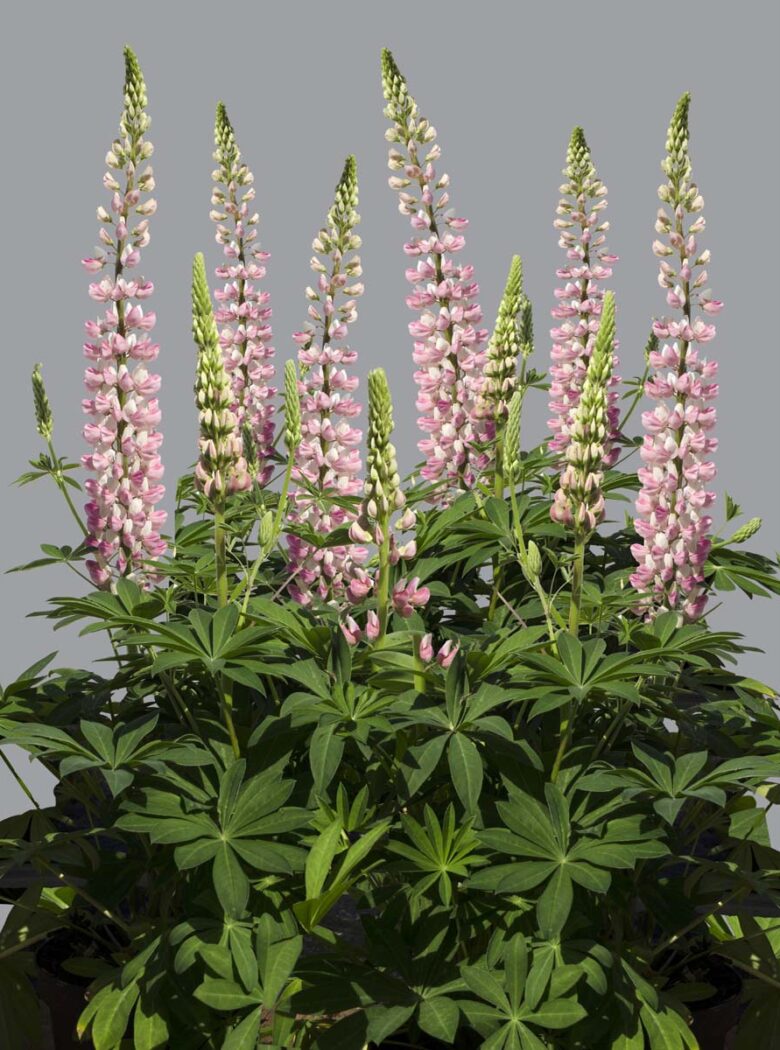 Lupinus ‘The Chatelaine’ - Strooper Dekker