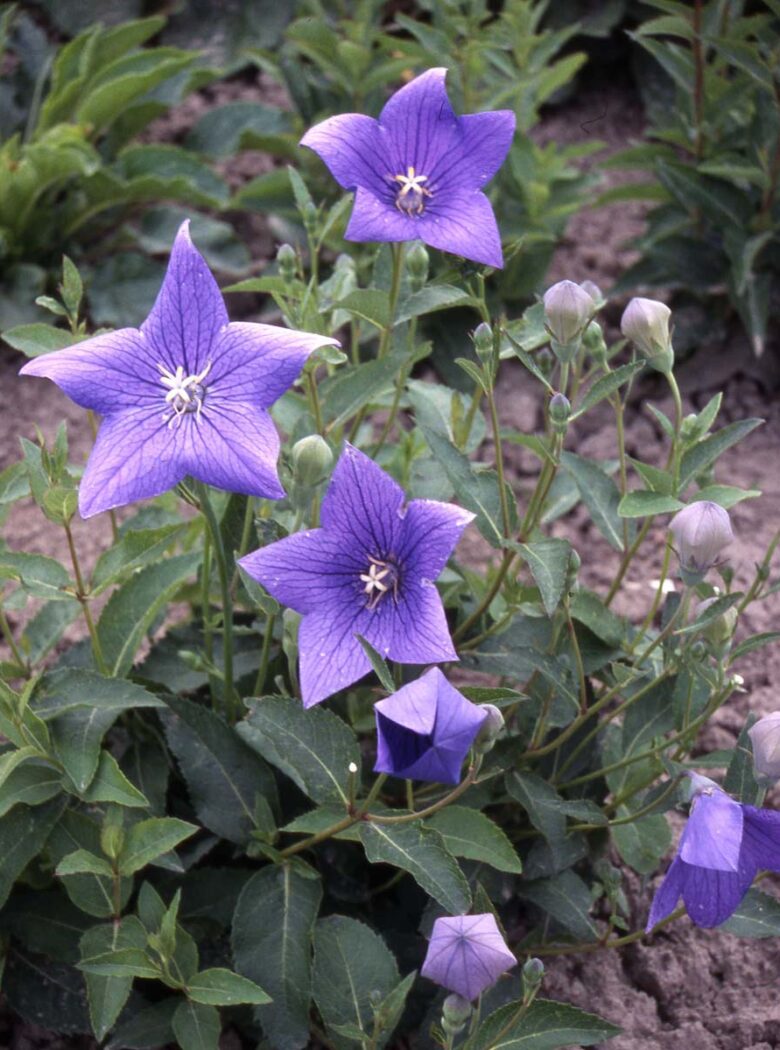 Platycodon grandiflorus ‘Blue’ - Strooper Dekker