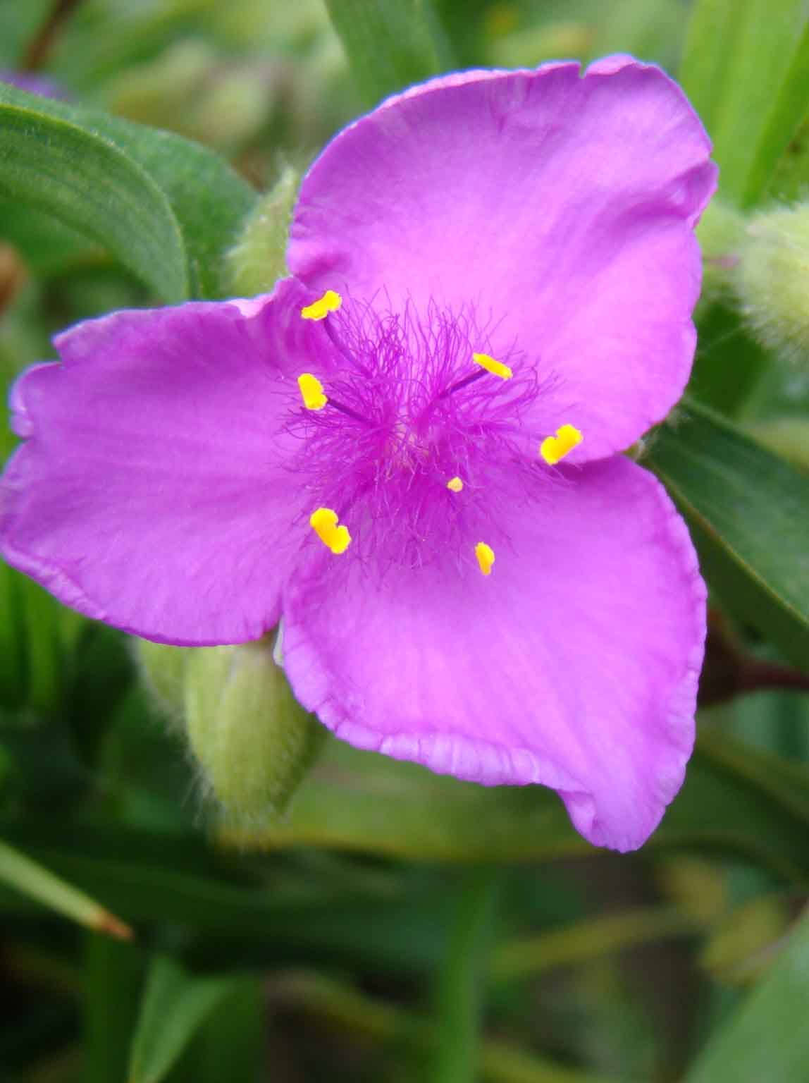 Tradescantia ‘Rubra’ - Strooper Dekker